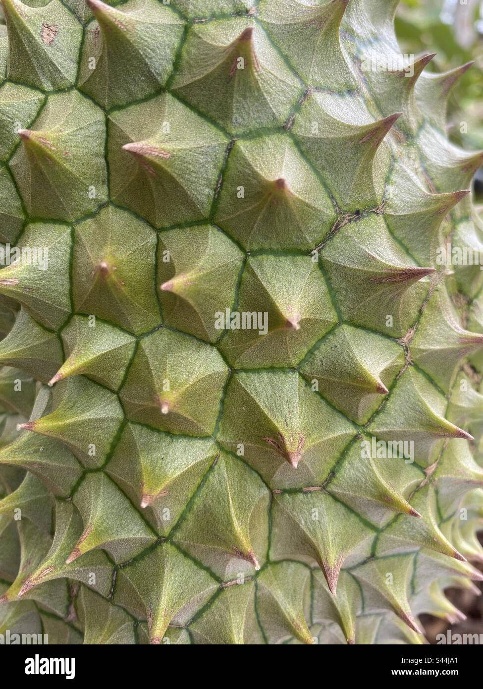 close-up texture of durian fruit with many spines Stock Photo - Alamy