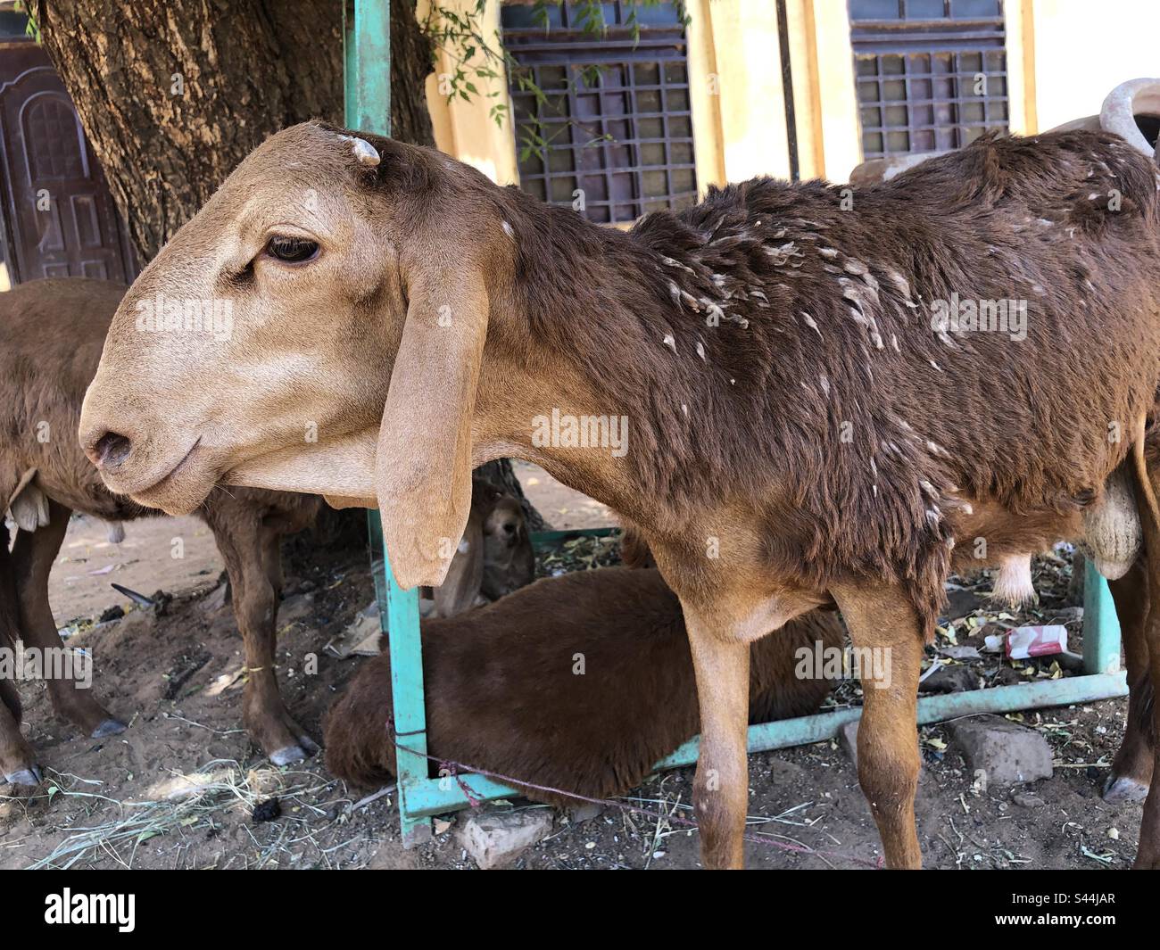 Cows and red barn hi-res stock photography and images - Alamy