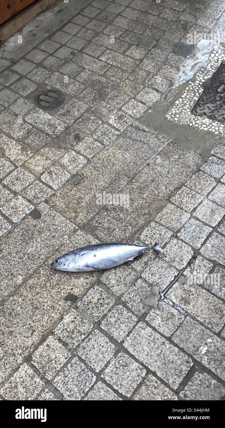 Street food fresh fish Stock Photo - Alamy