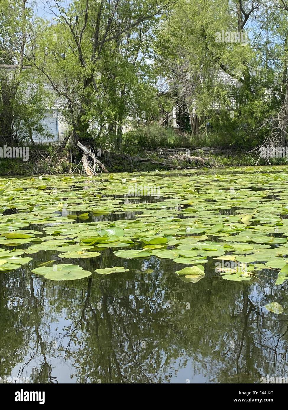 Lily pads on lake hi-res stock photography and images - Alamy