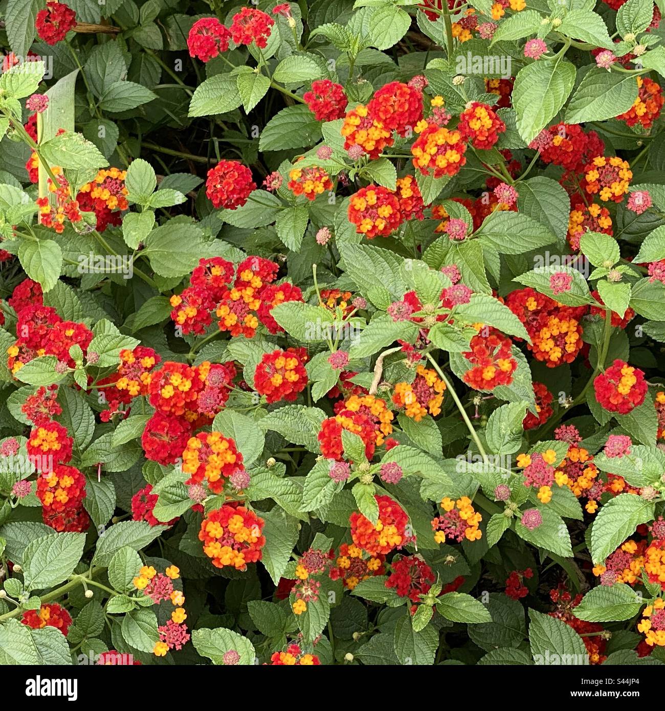Blooms and leaves hi-res stock photography and images - Alamy