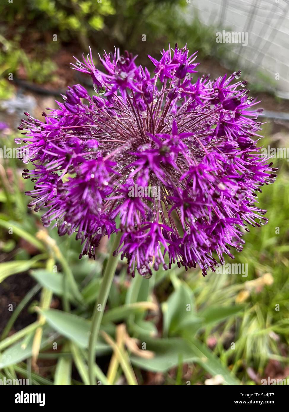 Giant Allium covered in water droplets Stock Photo - Alamy