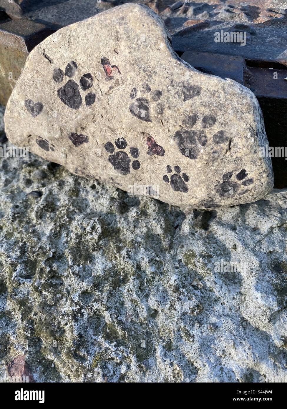 Paw Footprints on stone Stock Photo - Alamy