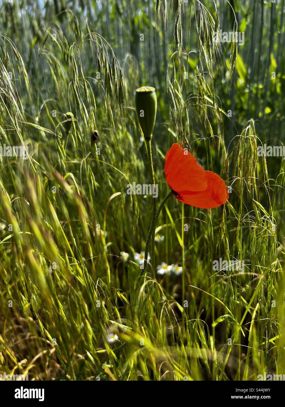 Poppy in grass hi-res stock photography and images - Alamy