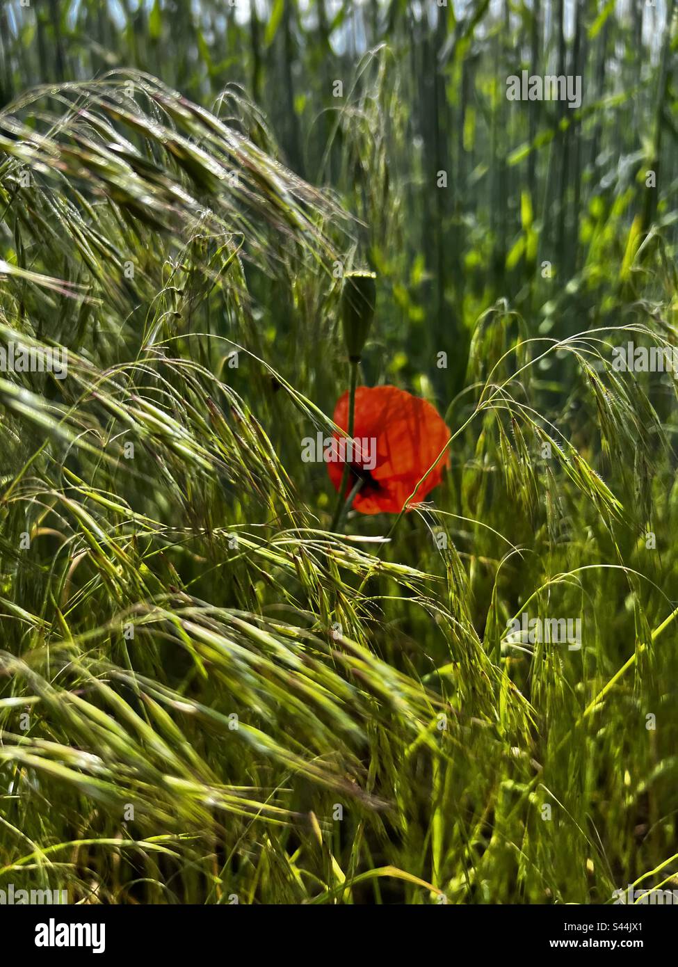 Poppy in grass hi-res stock photography and images - Alamy