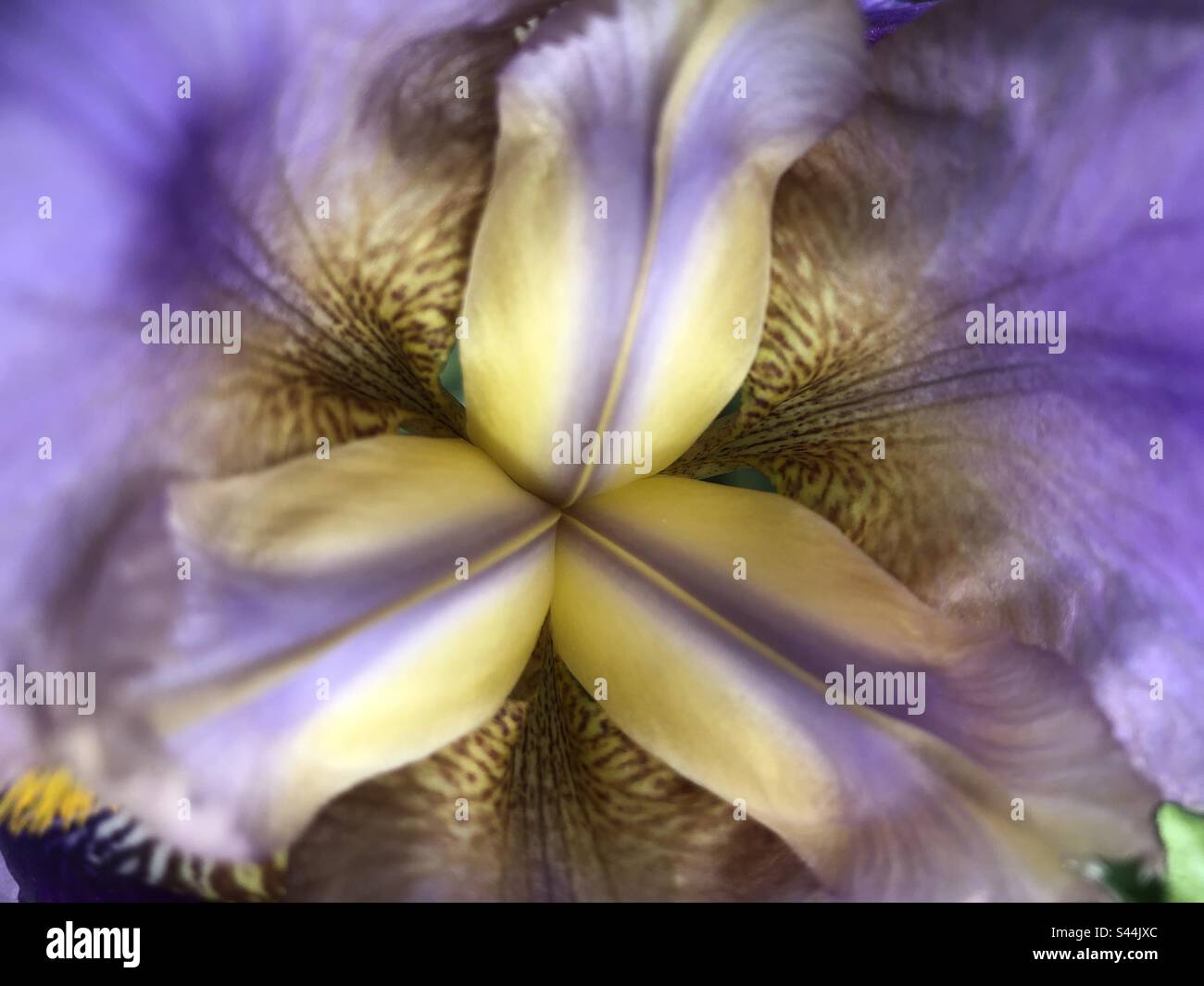 Center of the iris hi-res stock photography and images - Alamy
