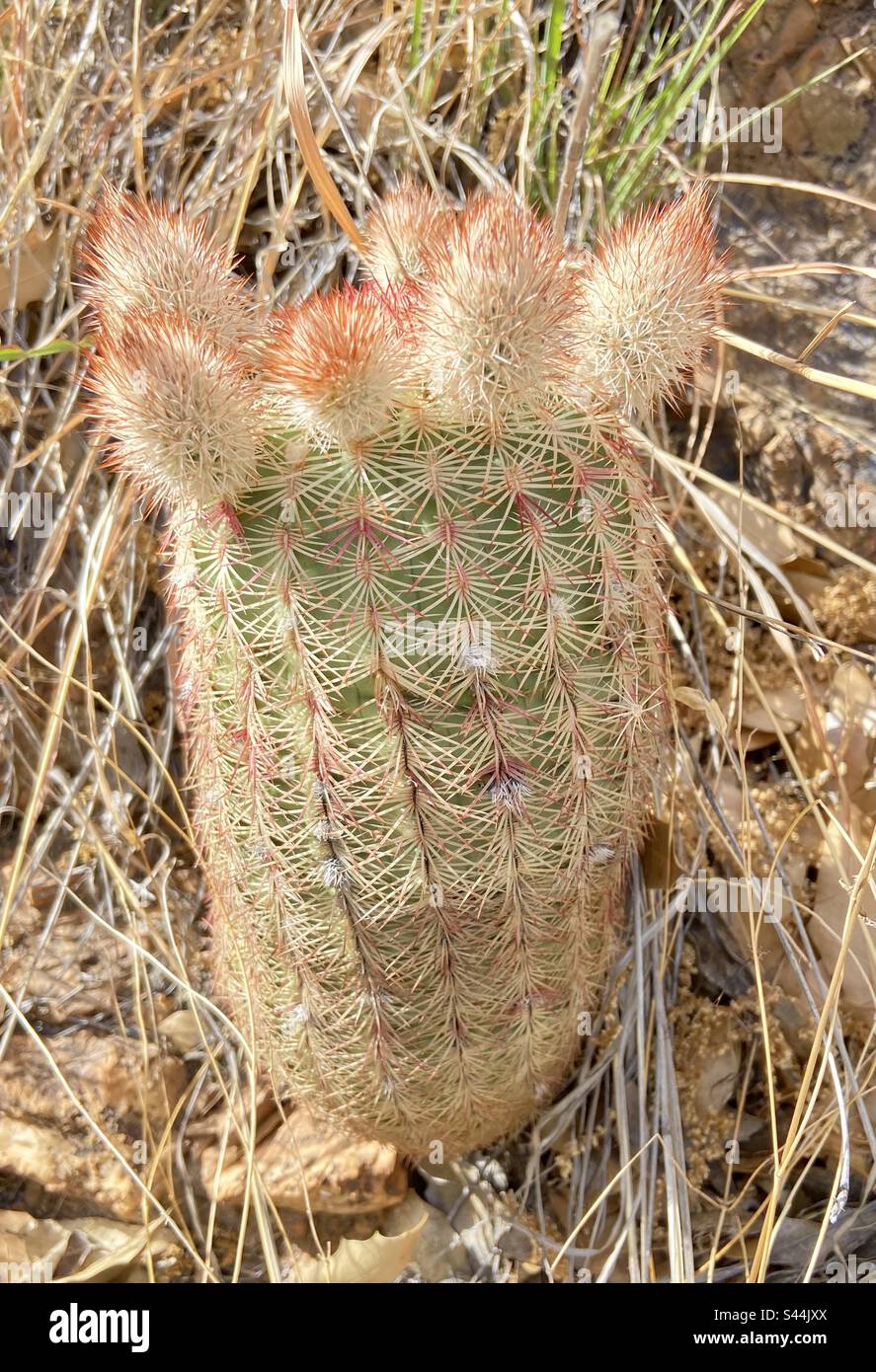 Arizona rainbow cactus hi-res stock photography and images - Alamy