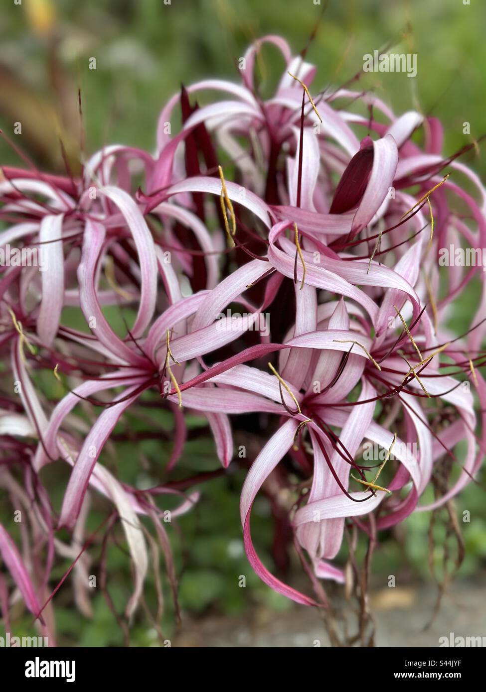 Cluster of pink and white spider lily blooms Stock Photo - Alamy