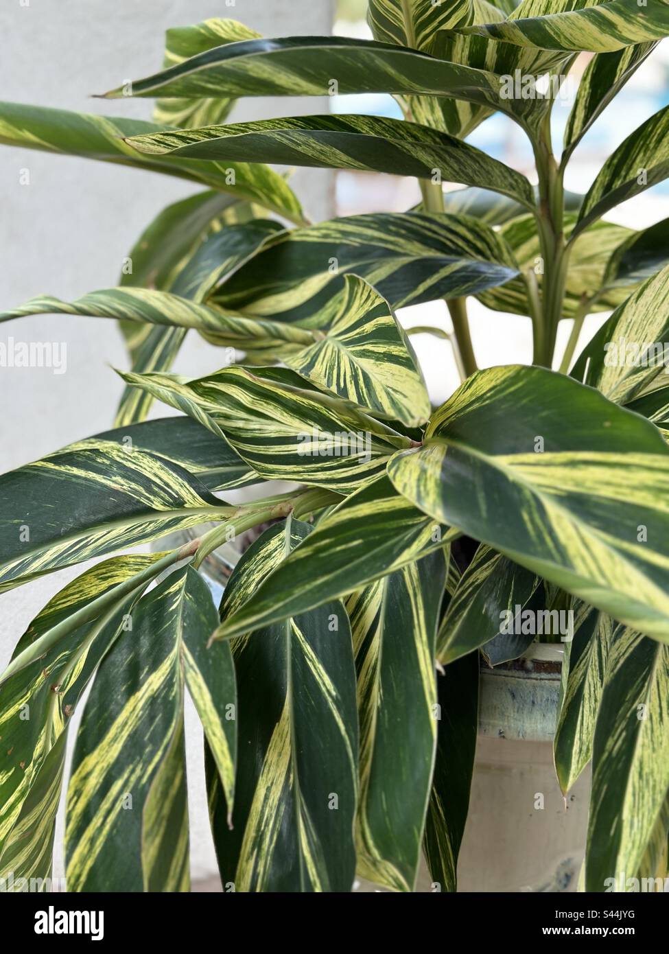 She’ll ginger growing in a pot Stock Photo - Alamy