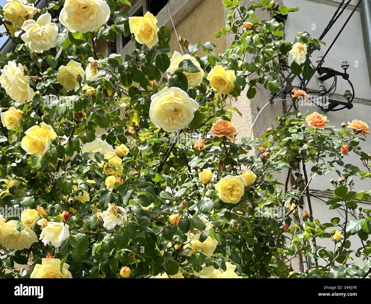 Charming garden hi-res stock photography and images - Alamy