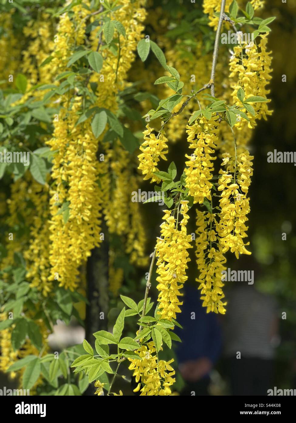 Laburnum anagyroides yellow rocket hi-res stock photography and images ...