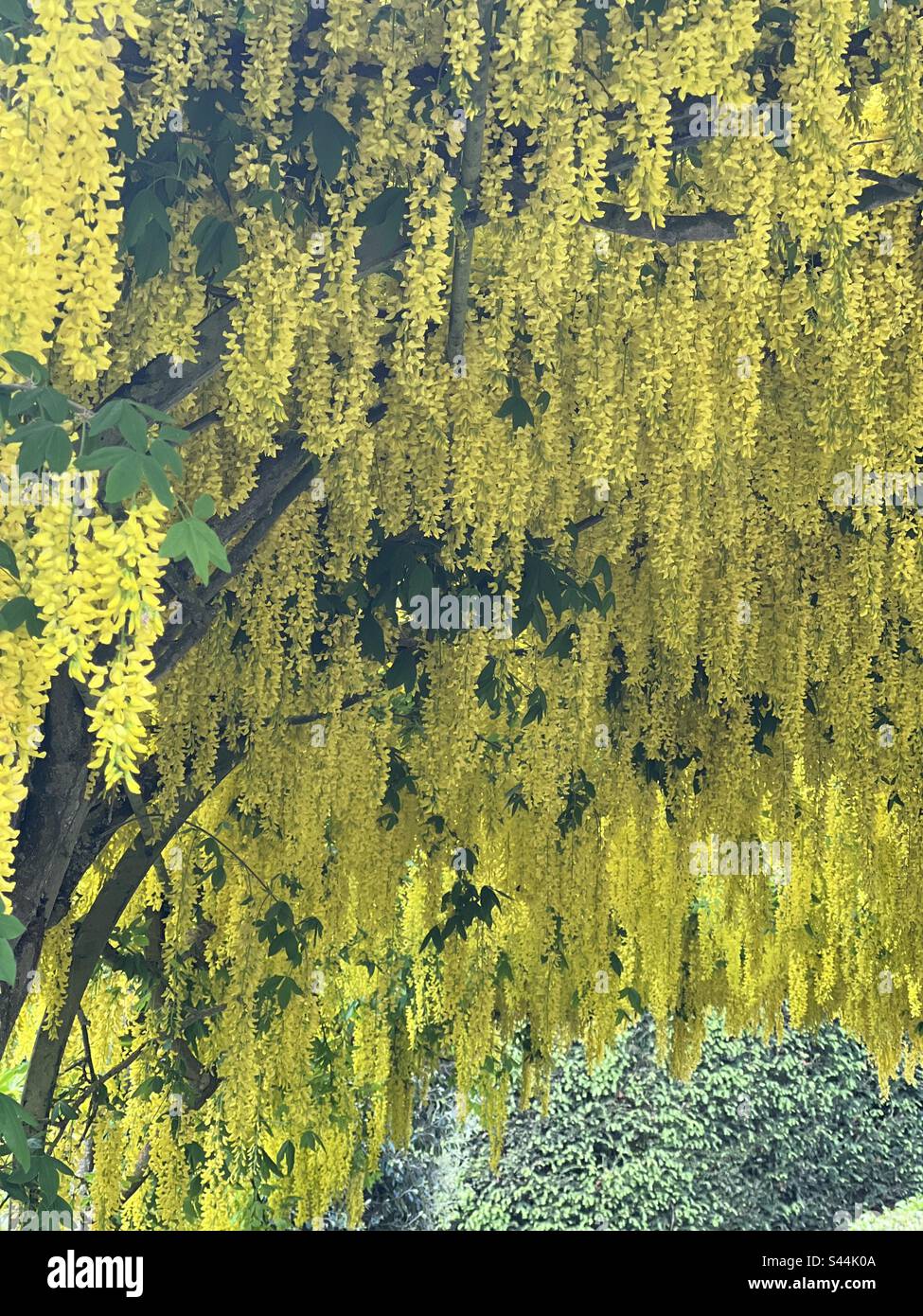 Laburnum anagyroides yellow rocket hi-res stock photography and images ...