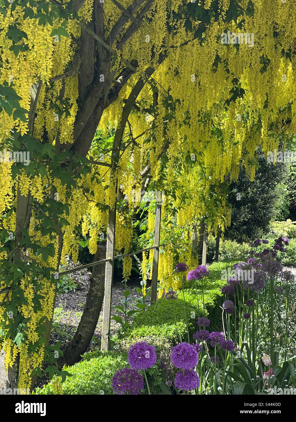 Laburnum anagyroides yellow rocket hi-res stock photography and images ...