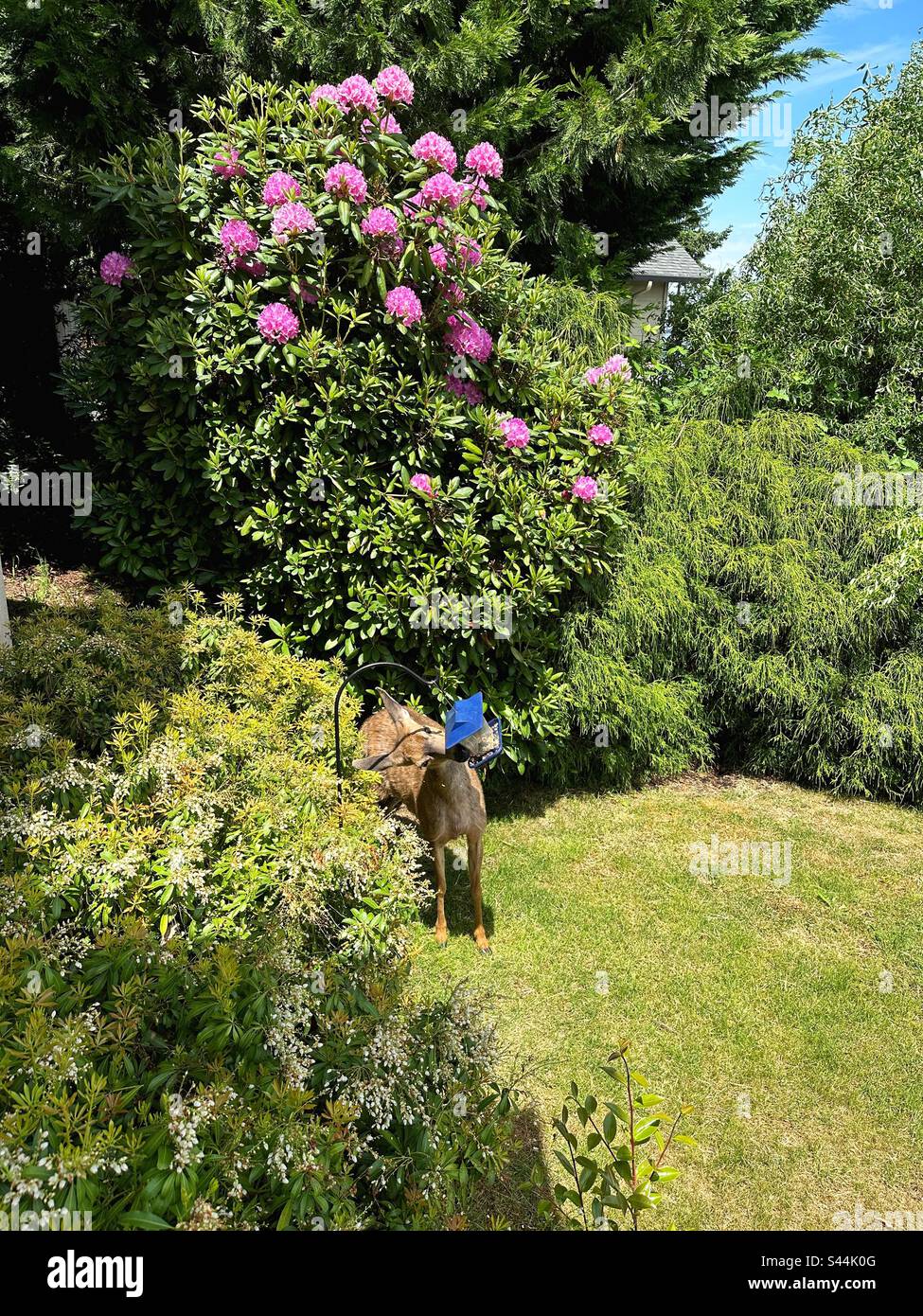 Lawn from seed hi-res stock photography and images - Alamy