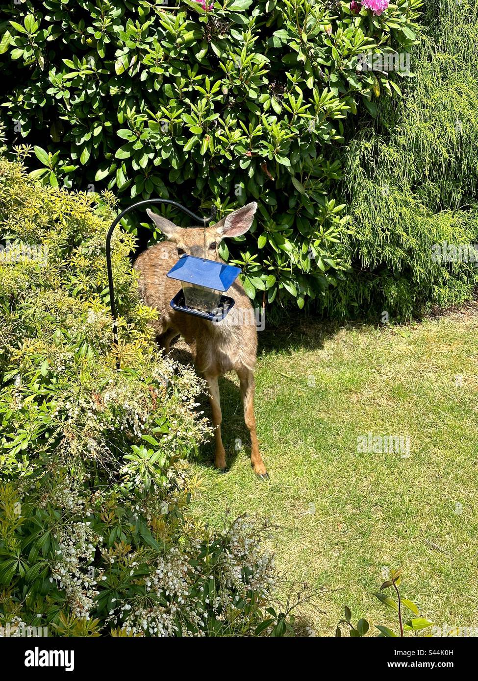 Feeder for deer hi-res stock photography and images - Alamy