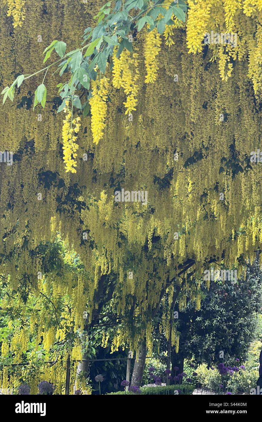 Laburnum anagyroides yellow rocket hi-res stock photography and images ...
