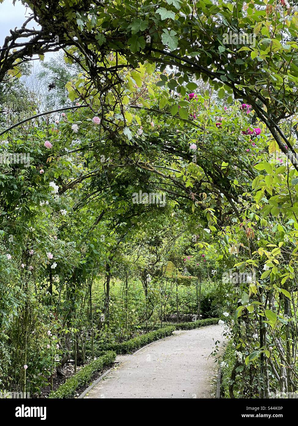 Rose coveted arch with blooming roses -over a stone path Stock Photo ...