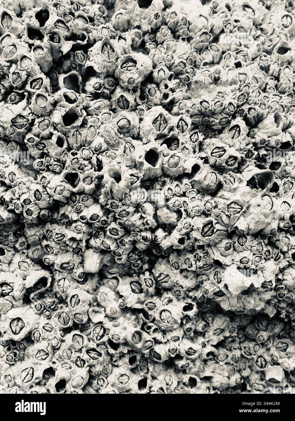 Barnacles texture hi-res stock photography and images - Alamy