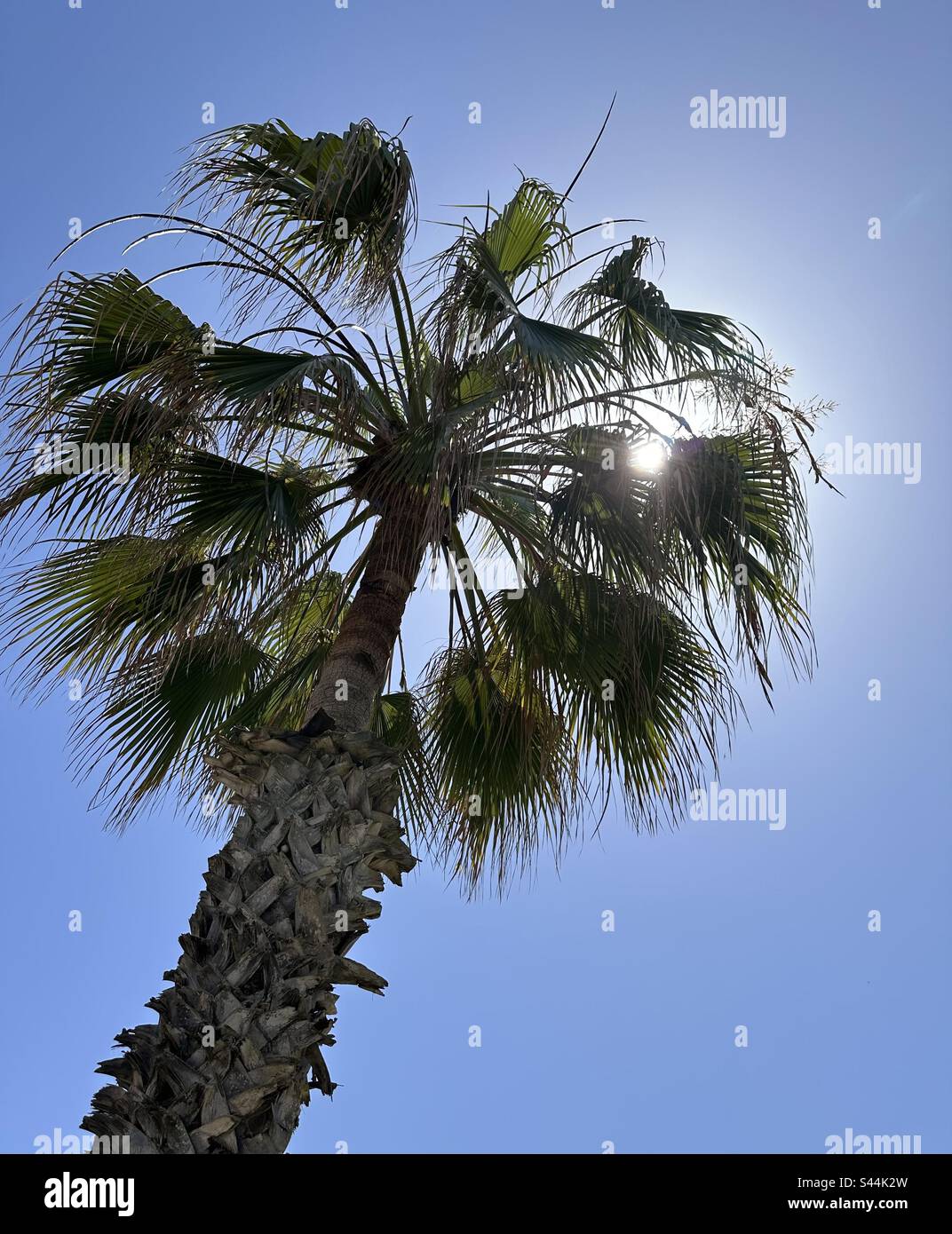 Palm tree under sun Stock Photo - Alamy