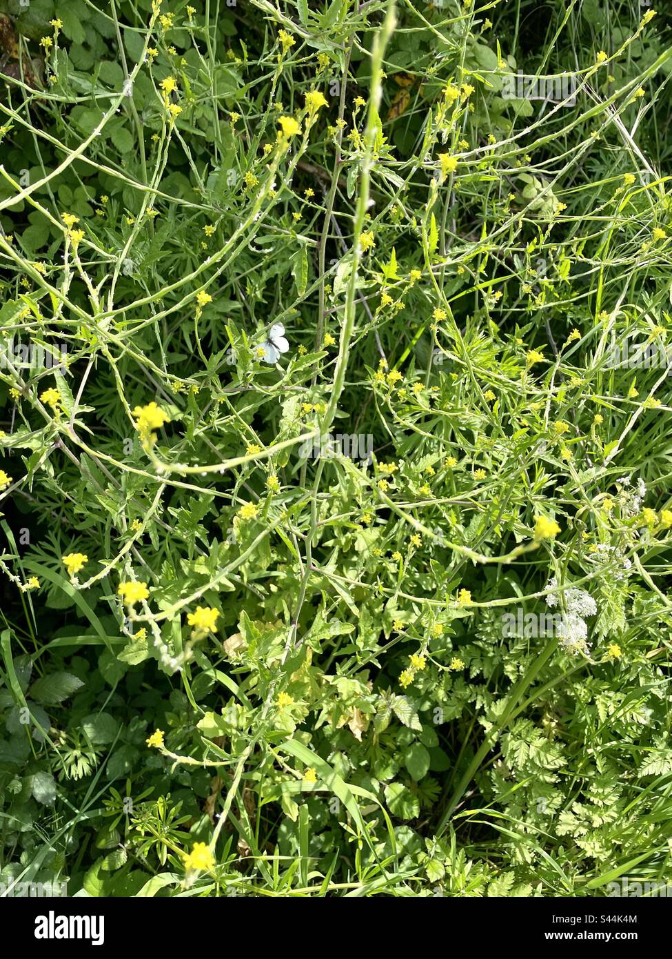 Hedge mustard hi-res stock photography and images - Alamy