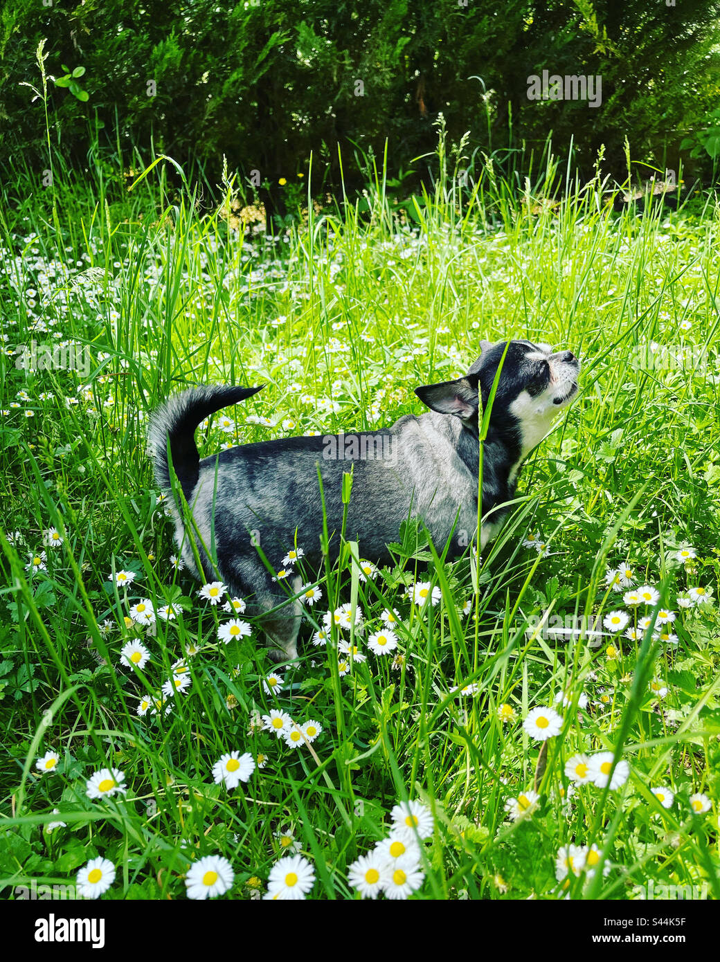 Cutedog hi-res stock photography and images - Alamy