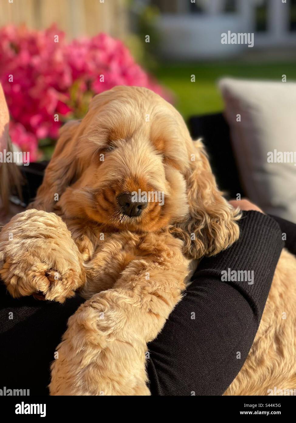 Golden english hi-res stock photography and images - Alamy