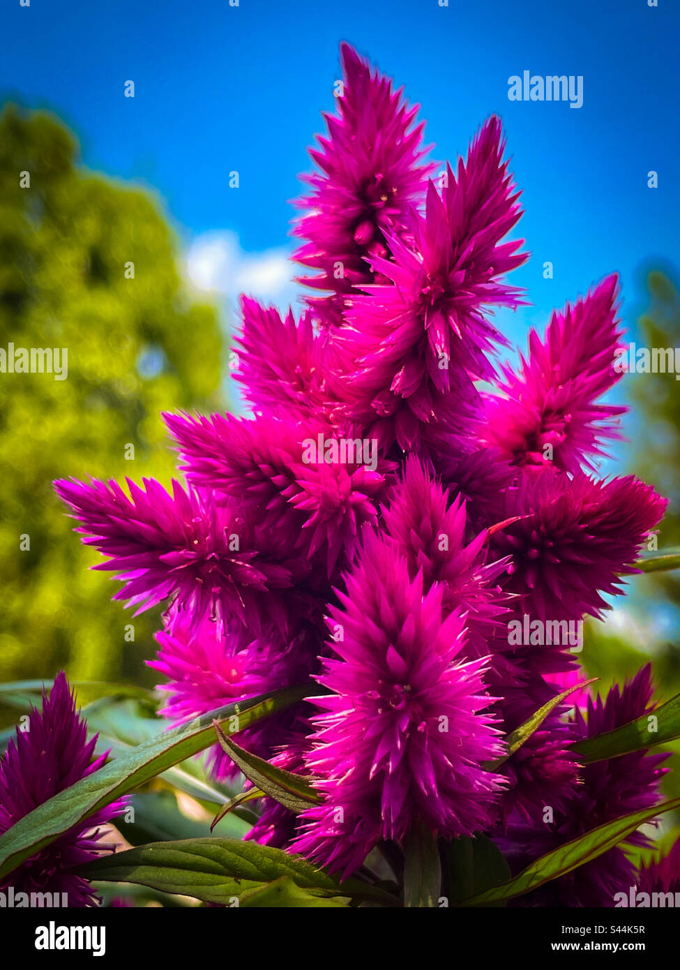 Celosia flower hi-res stock photography and images - Alamy