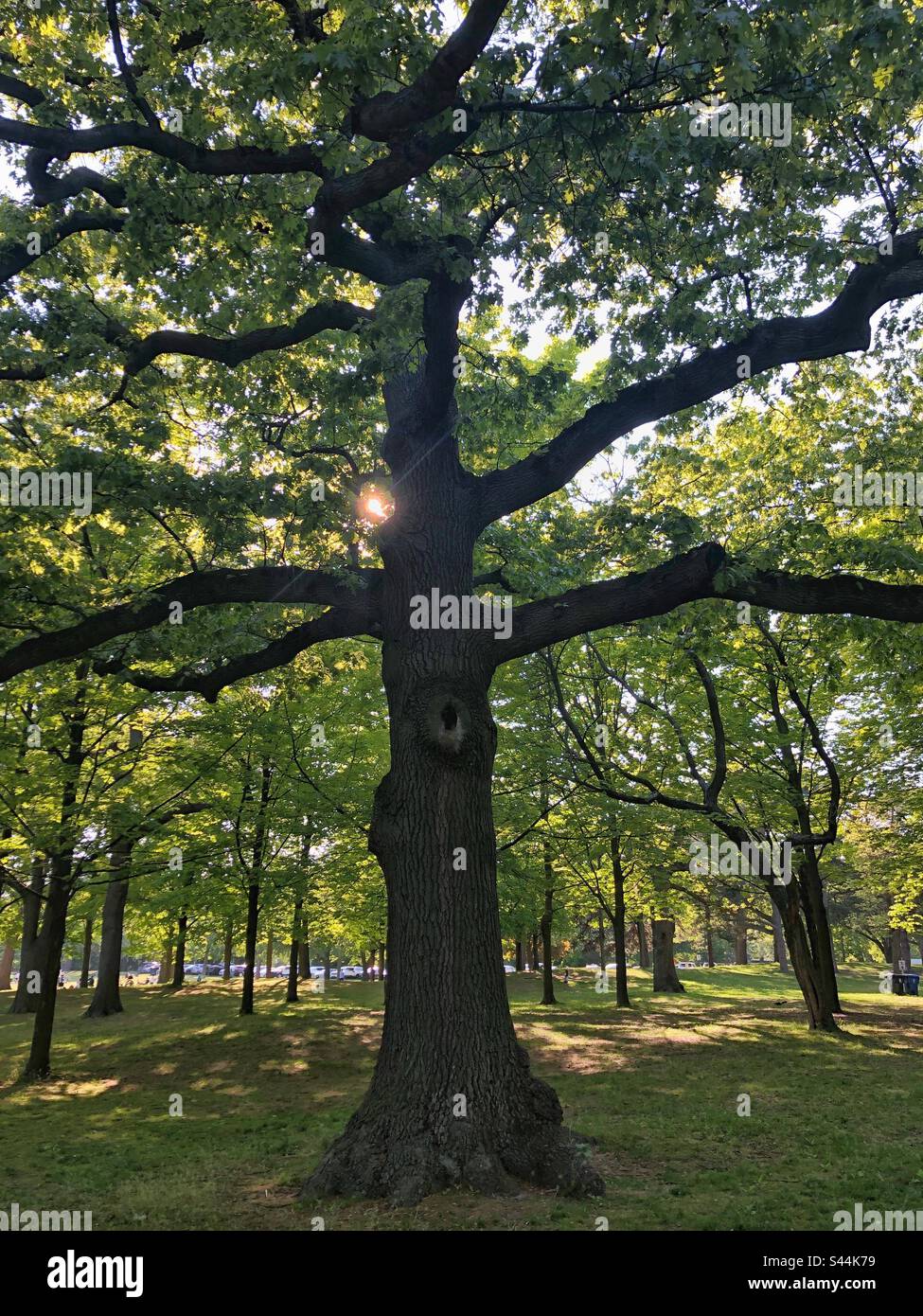 Shade under the oak tree Stock Photo - Alamy