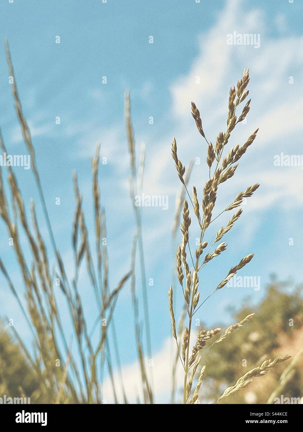 Breezy greenery hi-res stock photography and images - Alamy