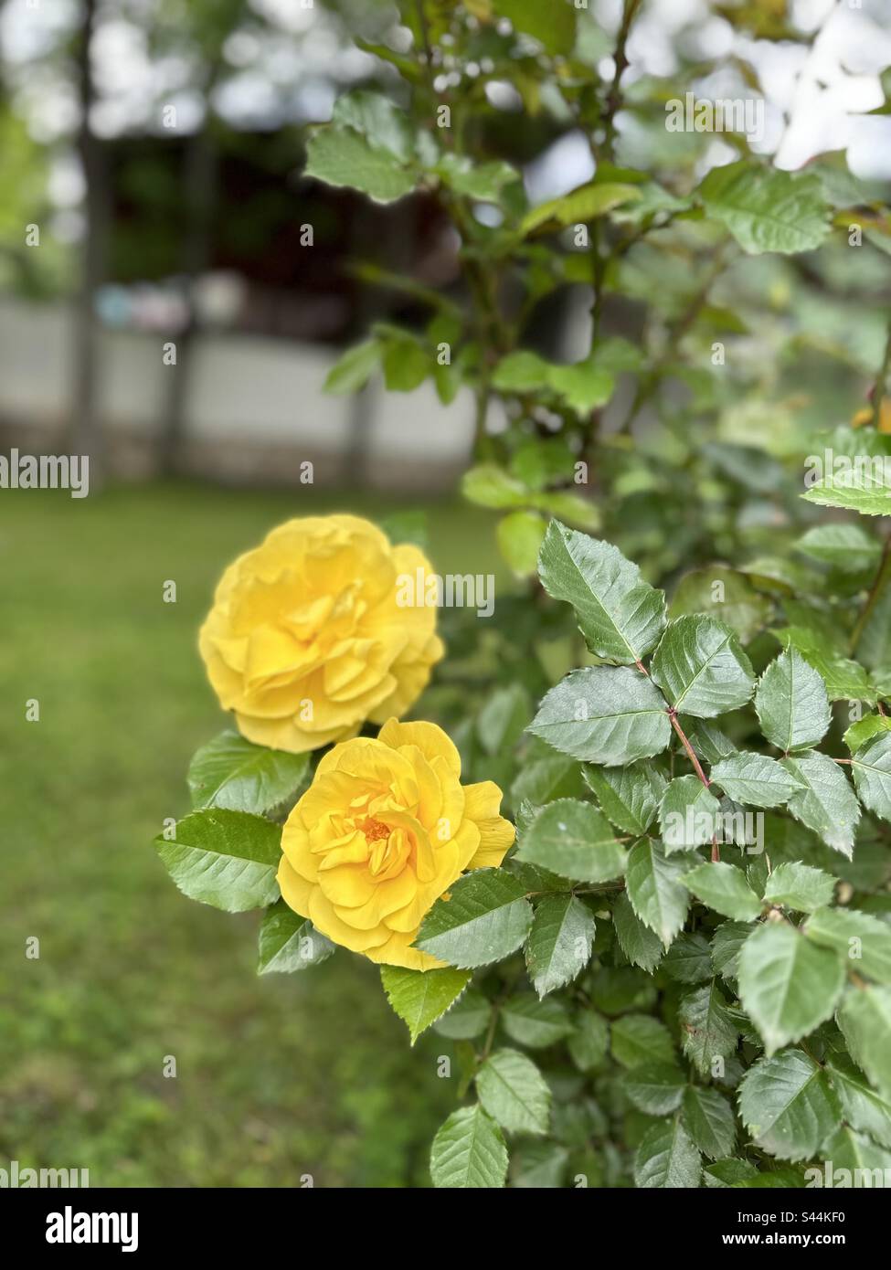 Two Yellow roses Stock Photo - Alamy