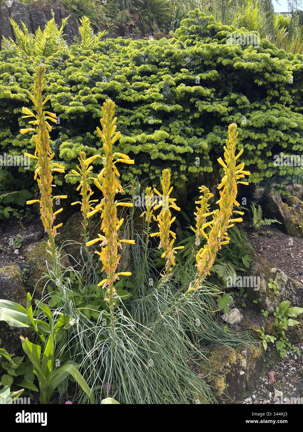 Tall yellow flowers hi-res stock photography and images - Alamy