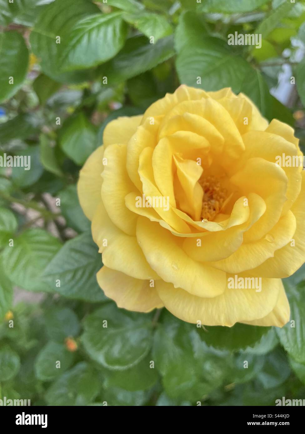 English rose flower hi-res stock photography and images - Alamy
