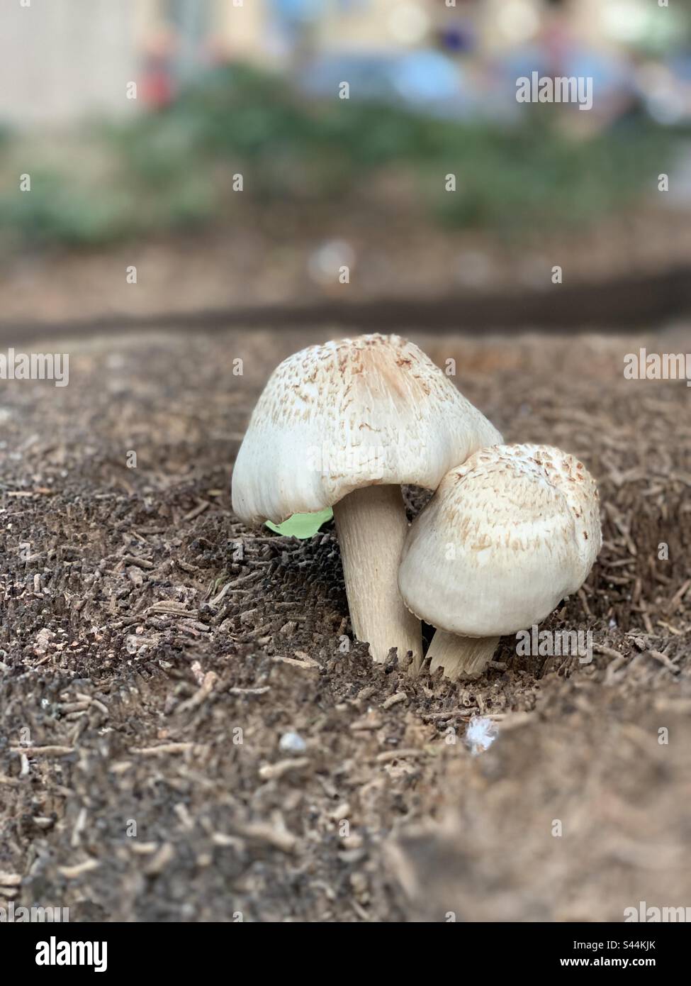 Hongos hongos hongos hi-res stock photography and images - Alamy