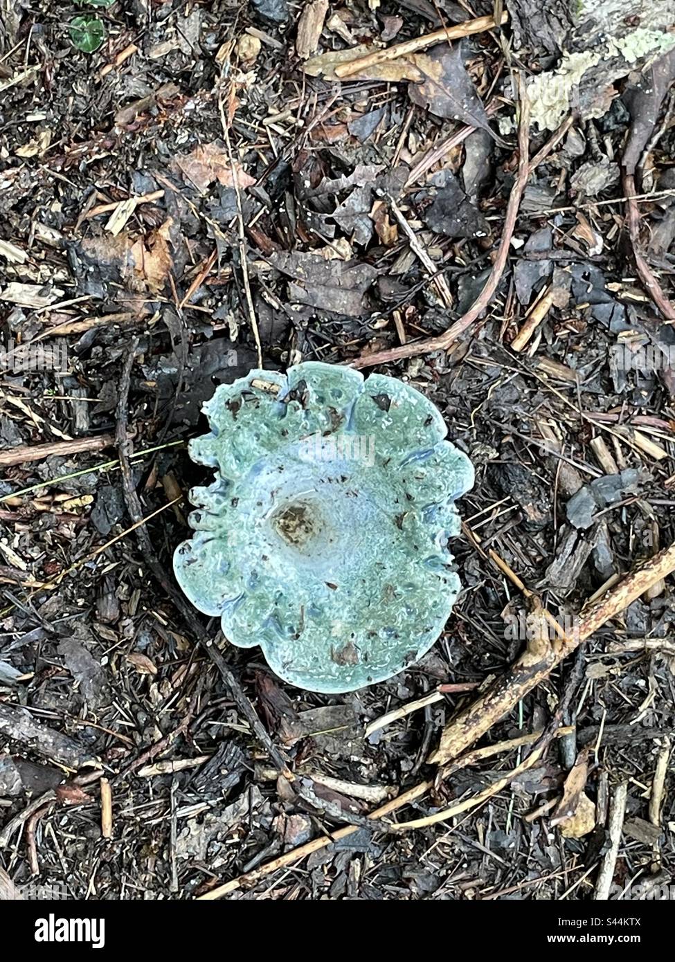 North carolina mushroom hi-res stock photography and images - Alamy