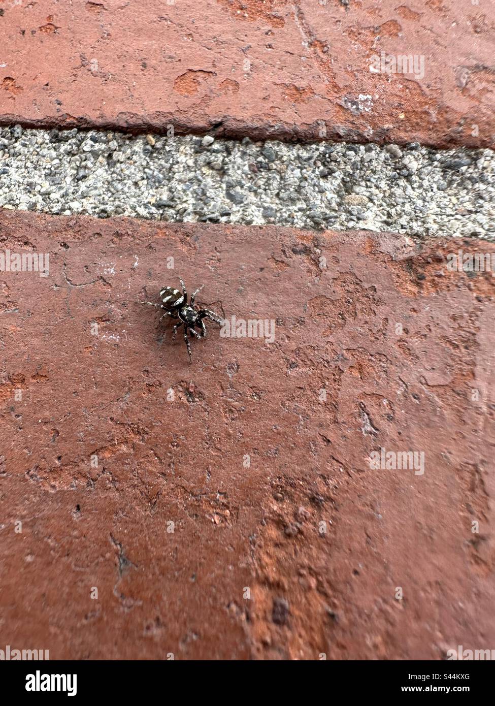 Spider stripes hi-res stock photography and images - Alamy