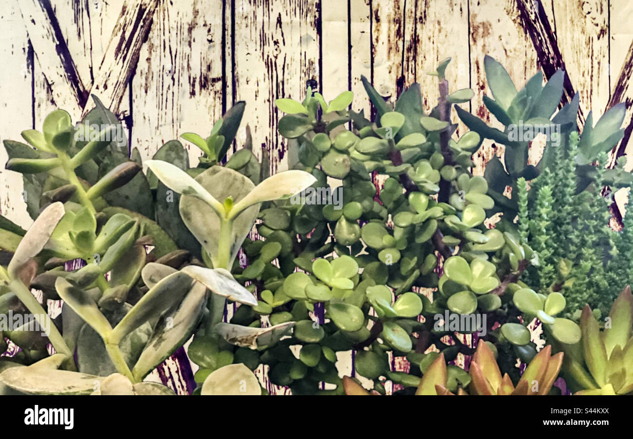 Side view of display of several succulent plants with fake backdrop of ...