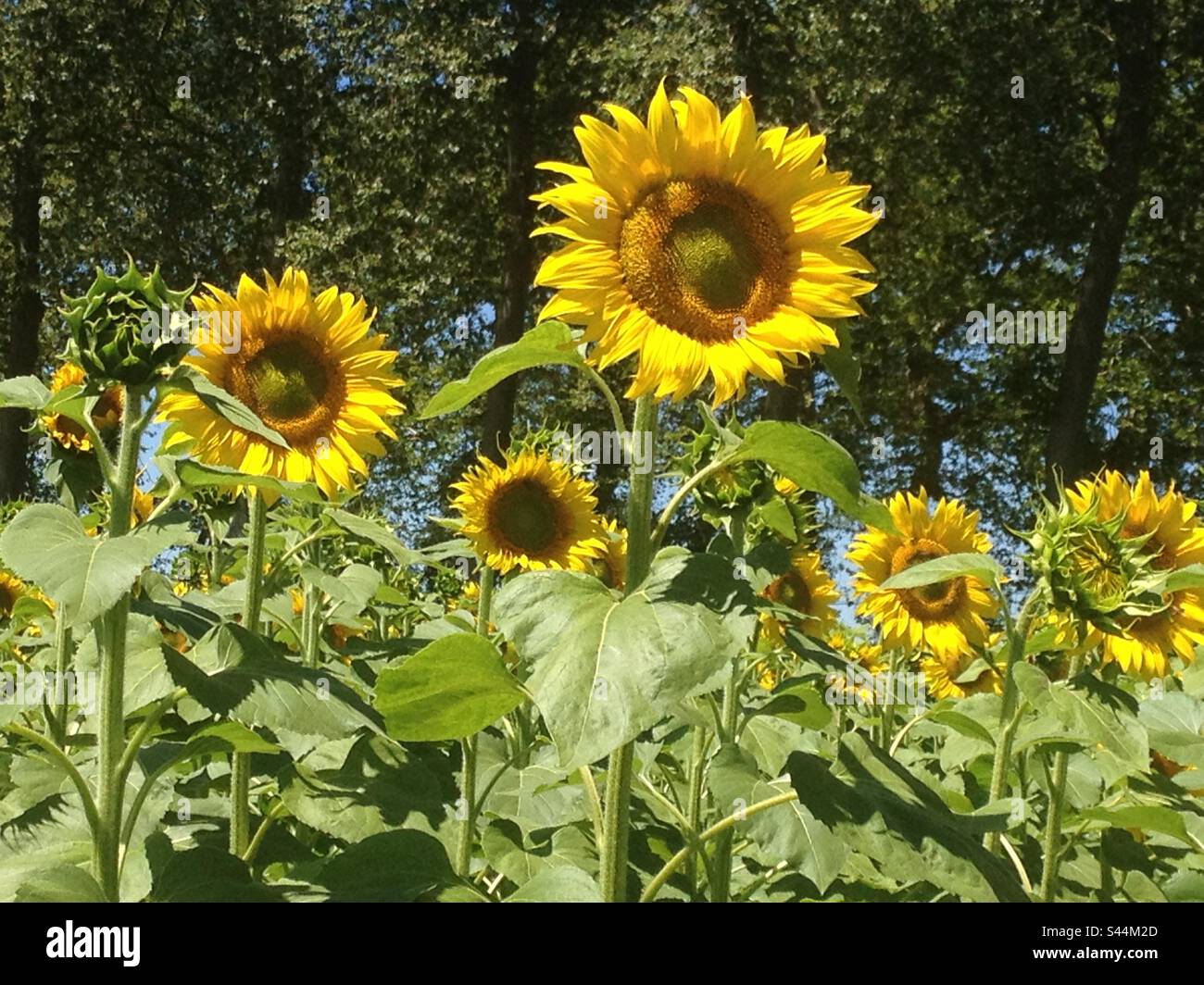 French sunflowers hi-res stock photography and images - Alamy