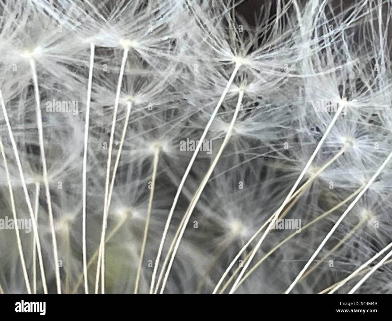 Seeds flying away hi-res stock photography and images - Alamy