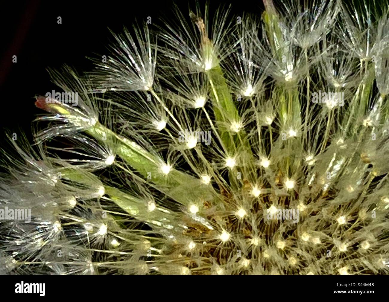 Pretty dandelion seeds ready to fly away Stock Photo - Alamy