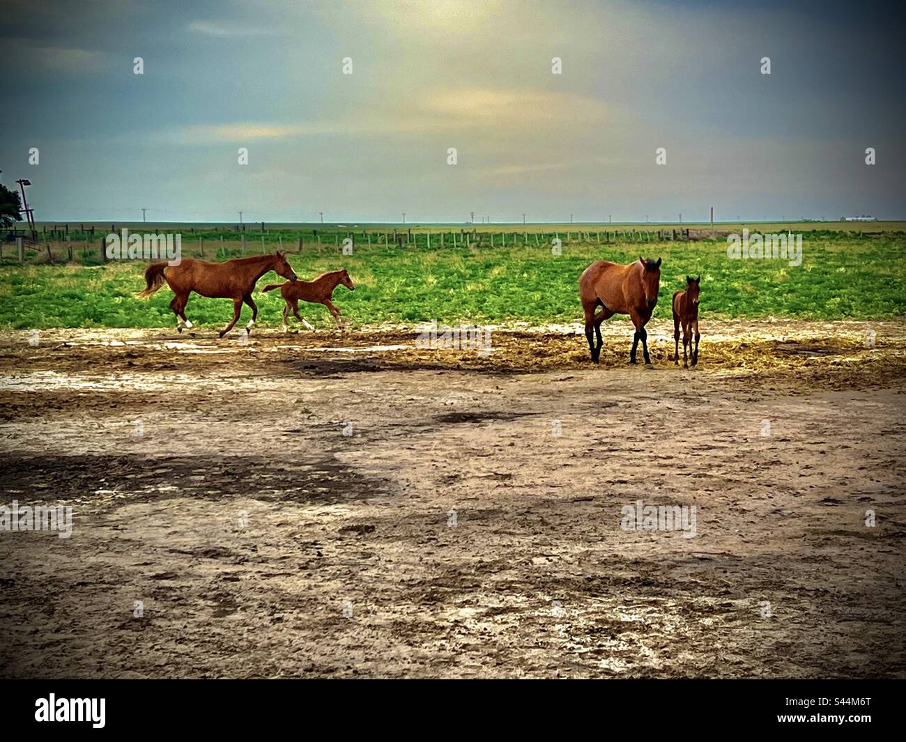 Texas ranch horses hi-res stock photography and images - Alamy