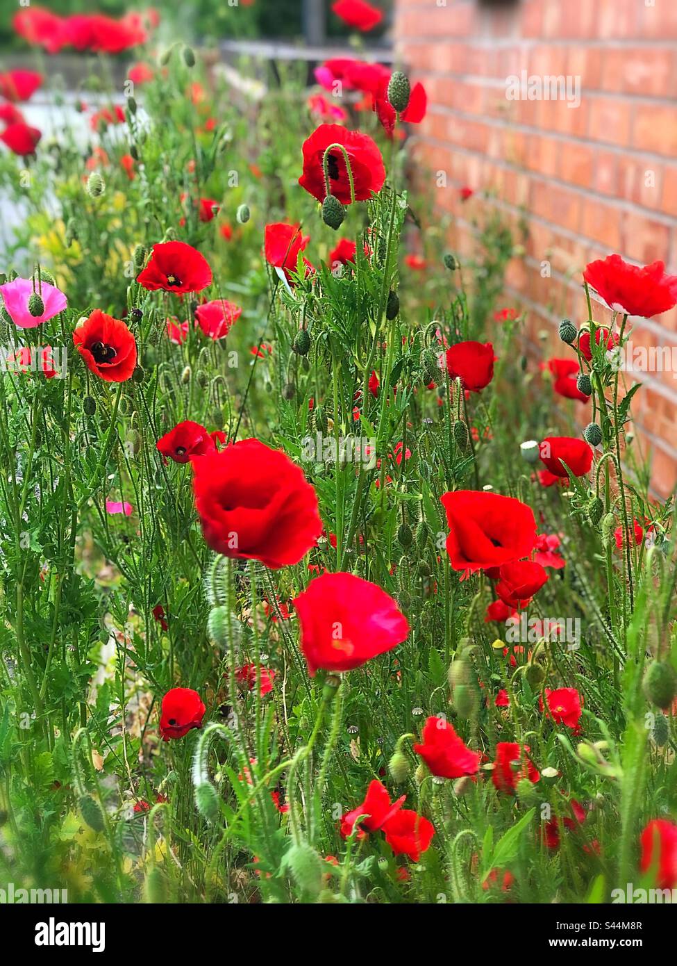 Stunning bright red poppies Stock Photo - Alamy