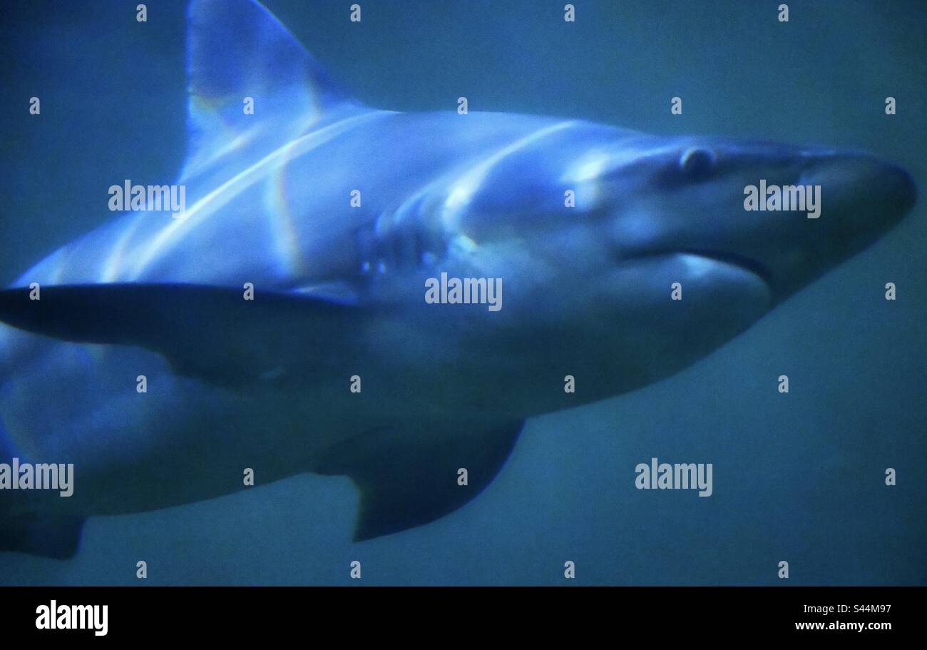 Animal Basking in Ambient Light, Fish Swimming Around Underwater ...