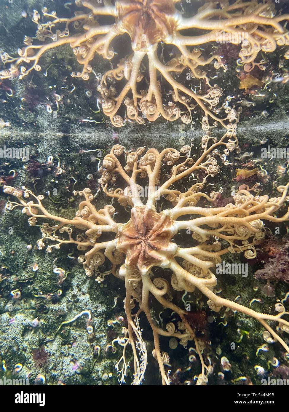 Basket starfish hi-res stock photography and images - Alamy