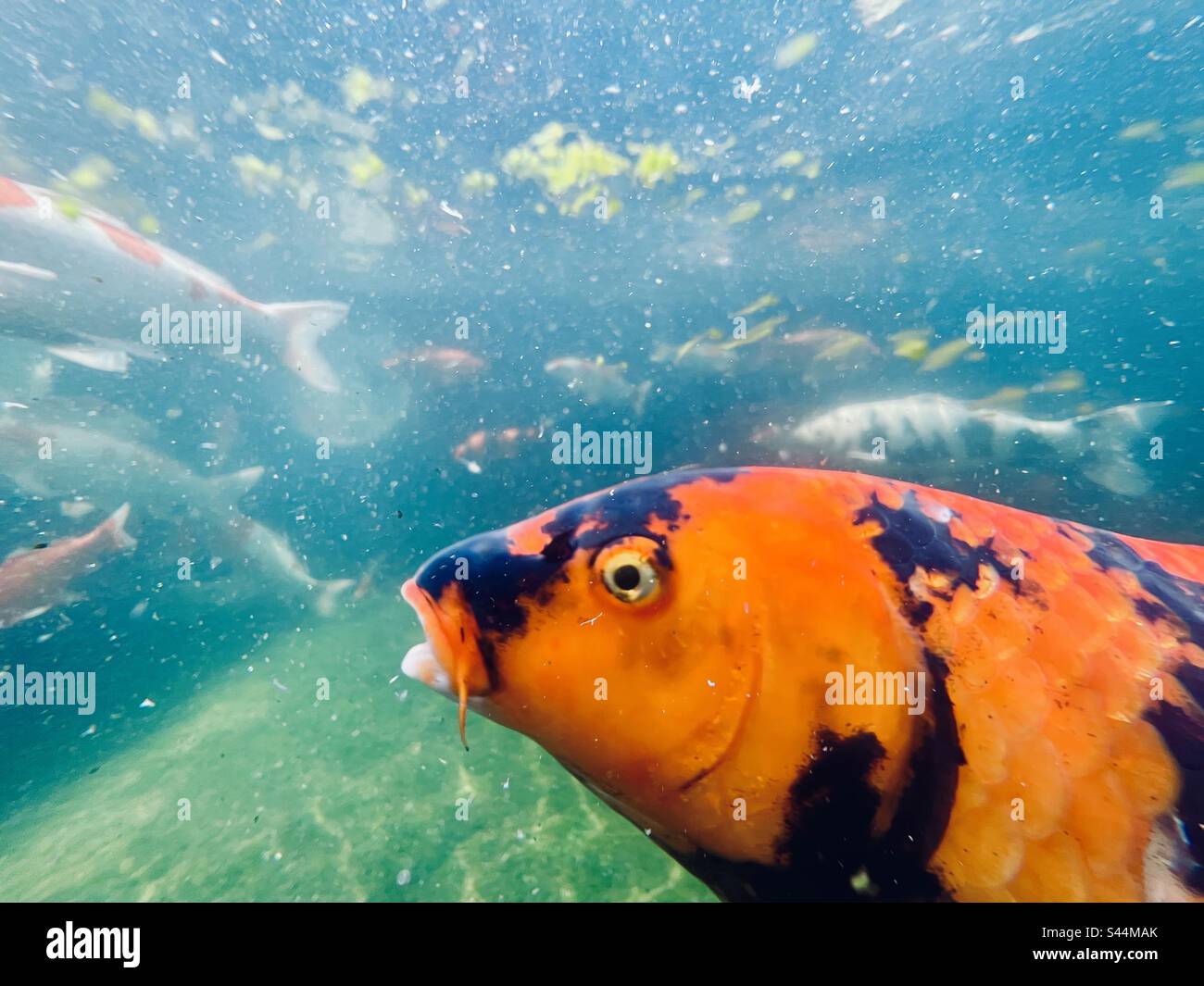 Underwater shot of koi fish, nishikigoi (cyprinus rubrofuscus Stock ...
