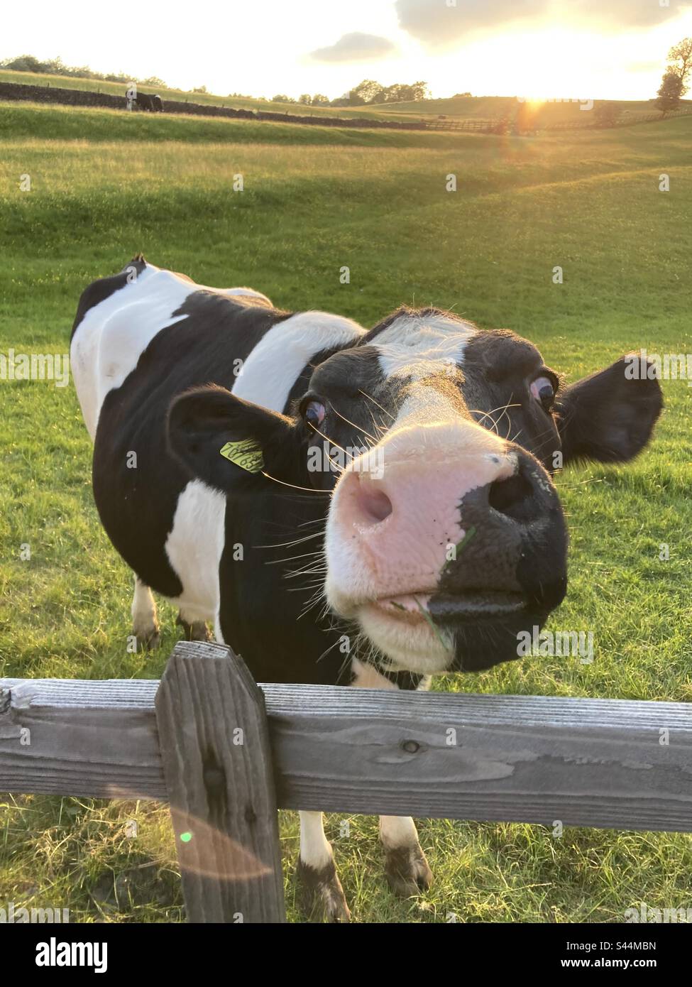 Smiling Dairy Cow