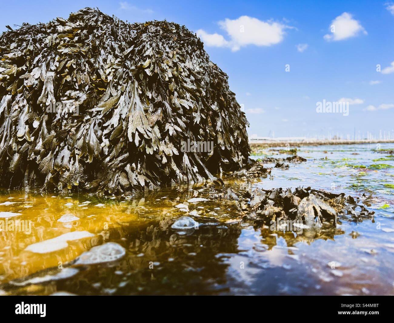 Seaweed growing on a wooden Groynes with Poole Quay in the background ...