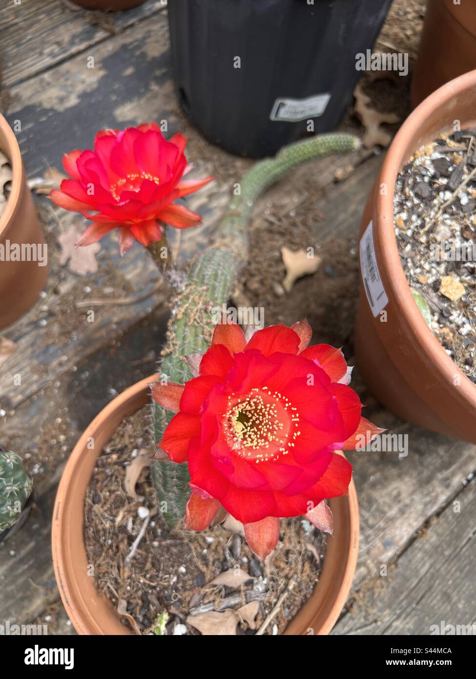 Vibrant succulents hi-res stock photography and images - Alamy