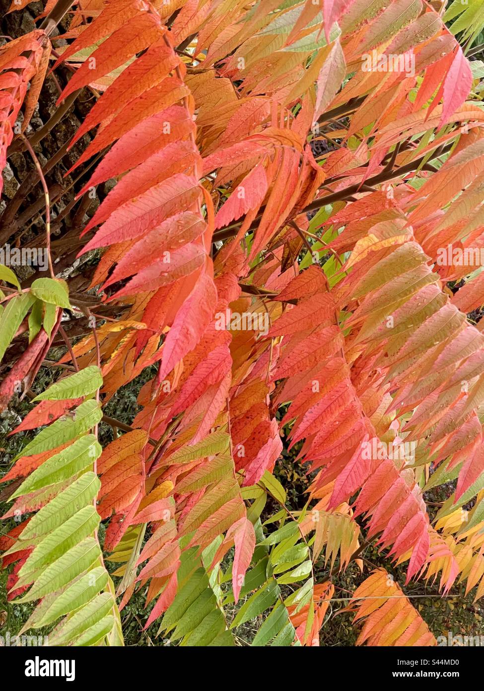 Orange fall leave hi-res stock photography and images - Alamy