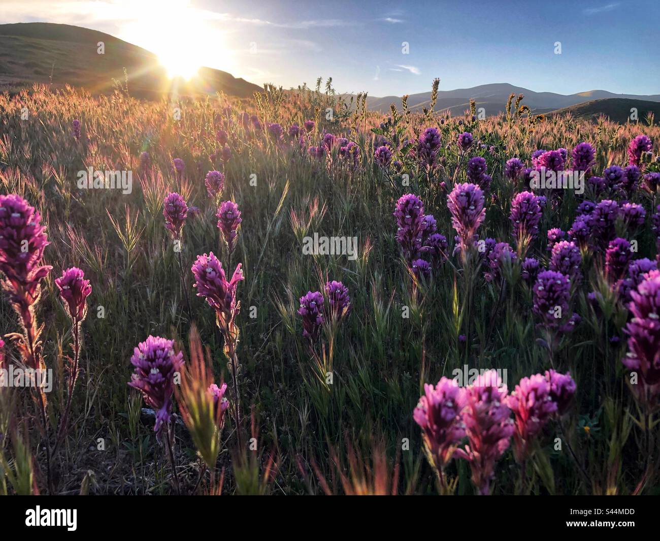 Purple wildflowers hi-res stock photography and images - Alamy