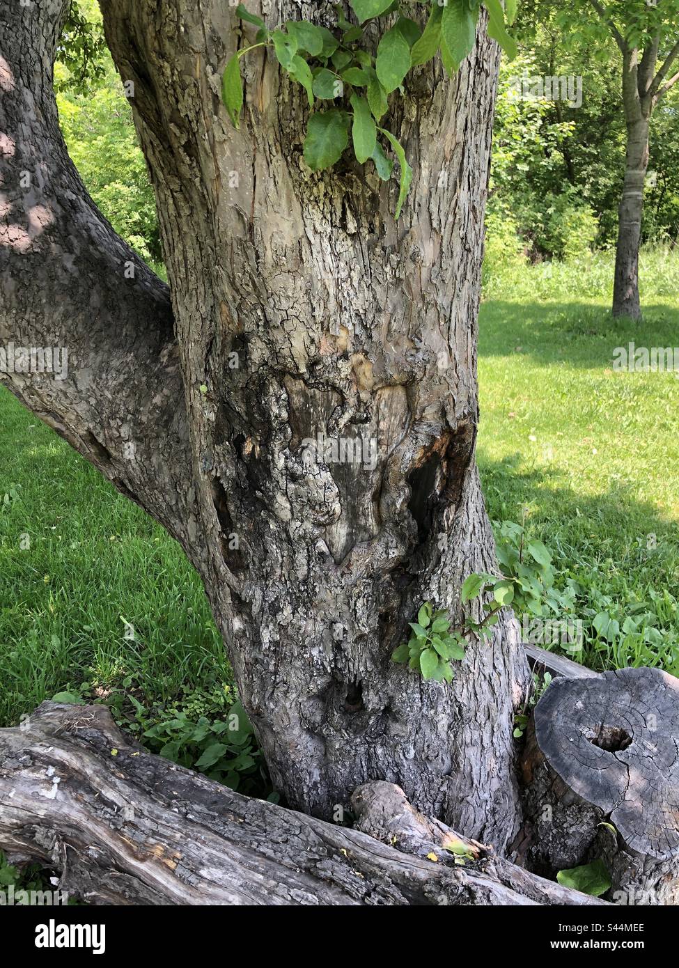 A tranquil park setting Stock Photo - Alamy